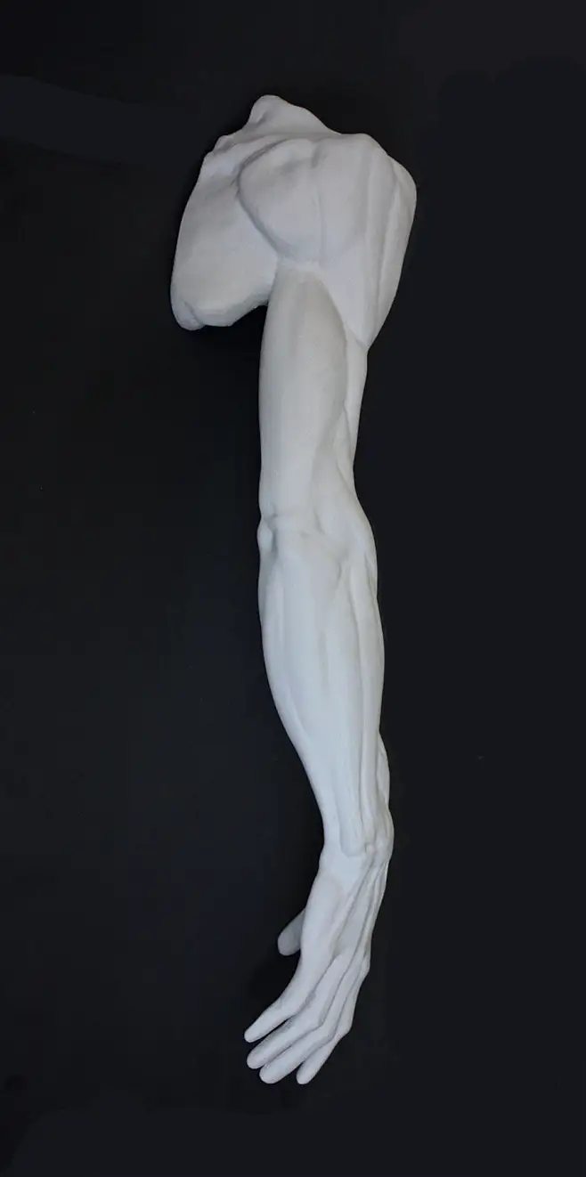 Male Anatomical Arm Sculpture for Sale, Item #153 | Caproni Collection-花瓣网