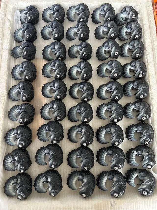 黑夜守宫价格 - 小红书搜索-花瓣网