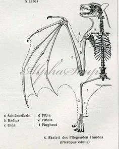 Image result for bat anatomy-花瓣网