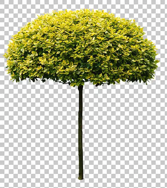 Textures.com - Trees0017 : Textures for 3D, Graphic Design and ...