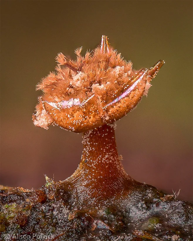 Amazing Macro Photos of Fungi by Alison Pollack | Inspiration Grid ...
