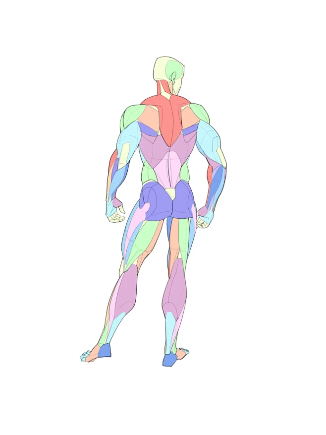 男性肌肉结构和动态练习~