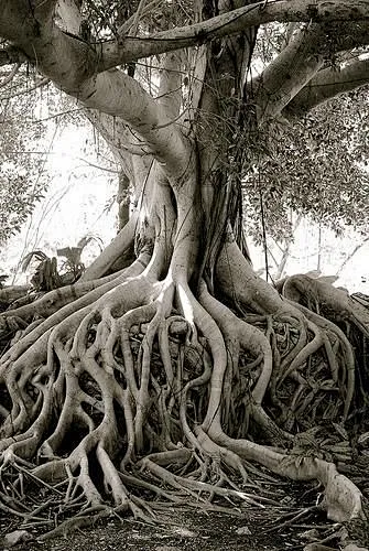Top 10 tree roots ideas and inspiration-花瓣网