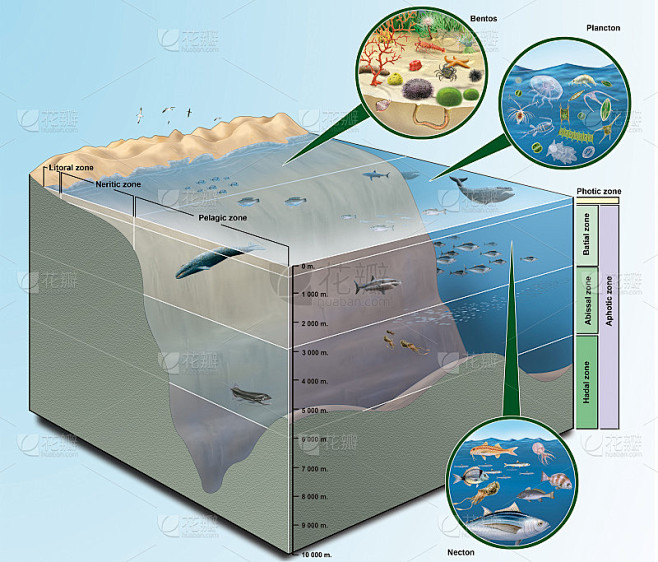 根据到海岸的深度和距离划分的海洋生态系统的区域