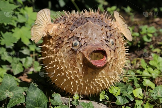 河豚,刺河豚,正面视角,户外,水下,轮廓,有毒生物体,恐怖,美,背景