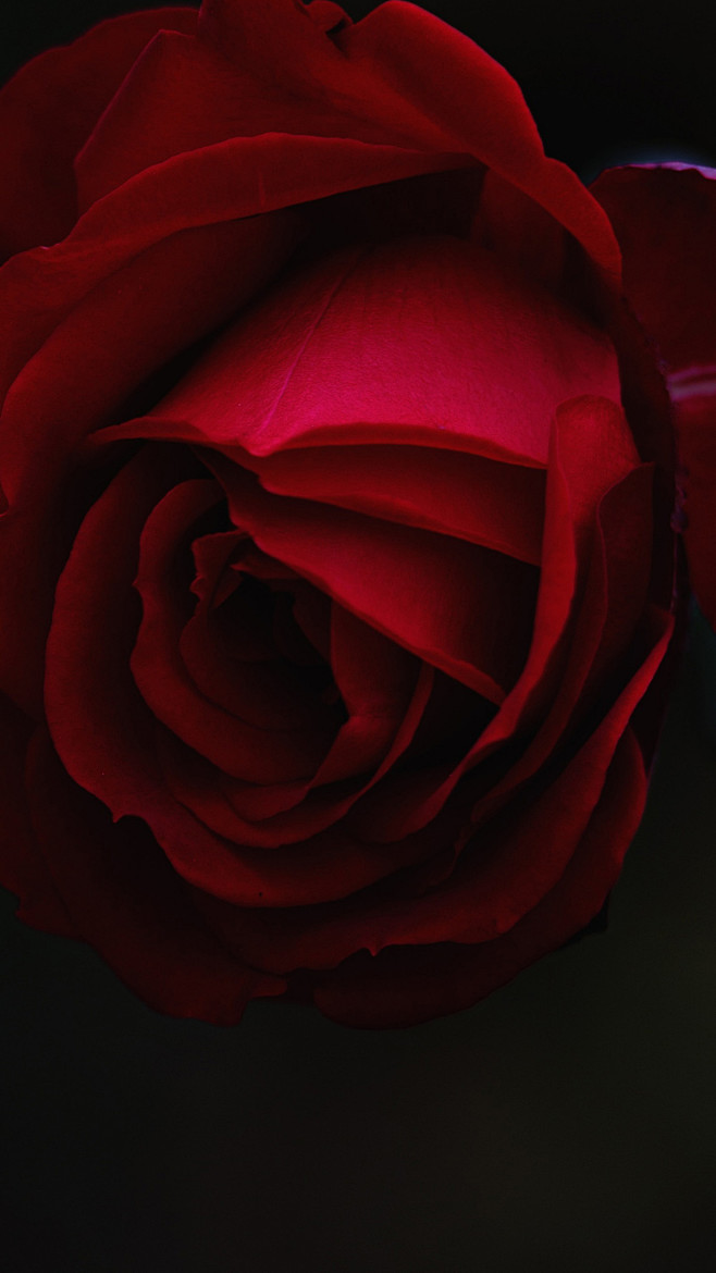 氛围感图片-鲜花