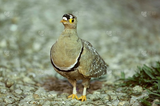 Double-banded Sandgrouse