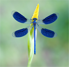 ddww kkaa { s灵 }-花瓣网|陪你做生活的设计师 | 白蛇 by Jane Lee