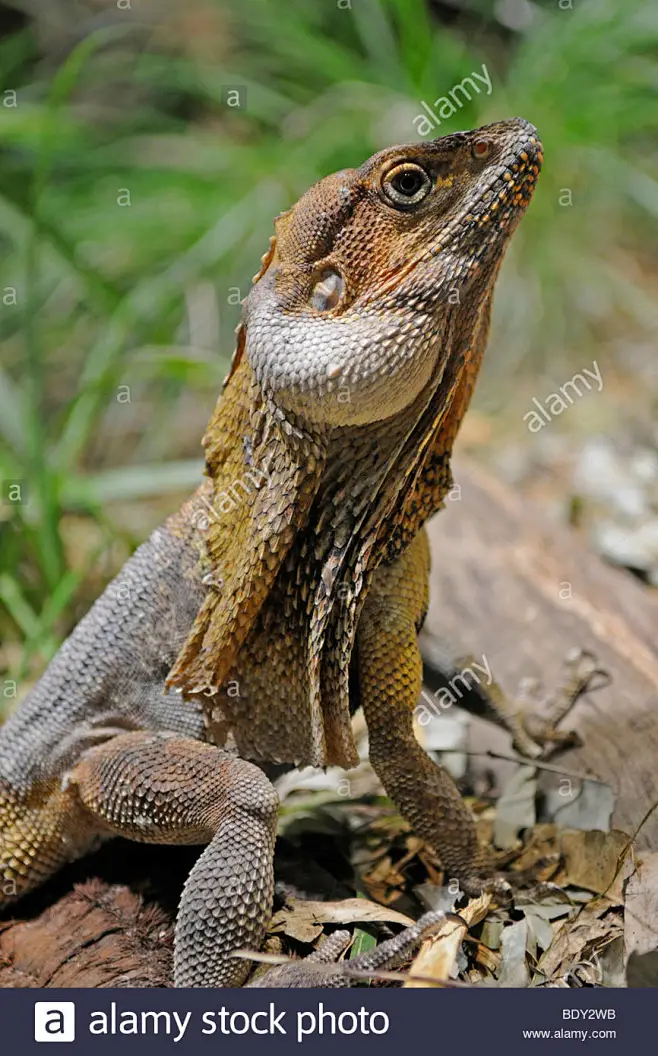 Frill-necked Lizard or Frilled Dragon (Chlamydosaurus kingii), Northern ...