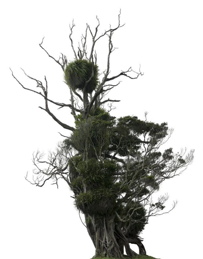 Deciduous Trees (36)