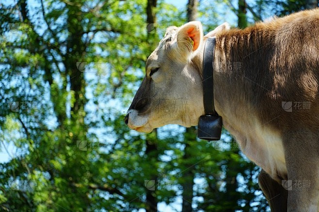 Head of a cow, Swiss brow breed in lateral view wi