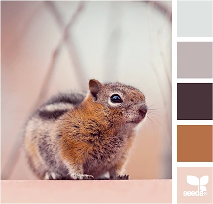 critter color-花瓣网