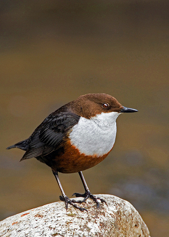 My regular Dipper male was singing next to a new nest box I put up for ...