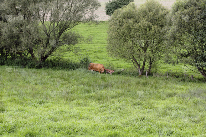 草地,母牛,自然,非都市风光,水平画幅,绿色,地形,家畜,欧洲,户外