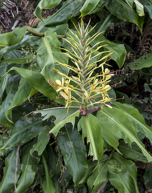 Levada Do Rei PR18，来自圣乔治，终点在里贝罗博尼托，葡萄牙马德拉