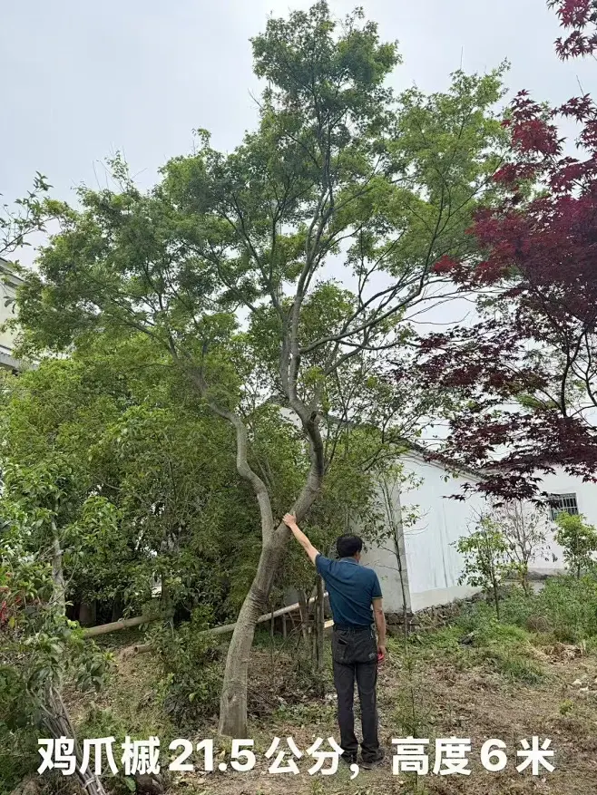 鸡爪槭 D22cm H6m 微信图片_20250418094020-花瓣网