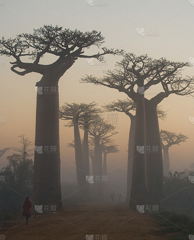 黎明时分的薄雾中，大街上的猴面包树。