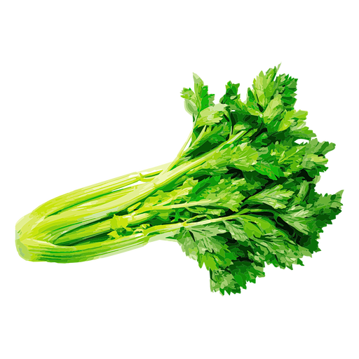 Celery PNG-花瓣网