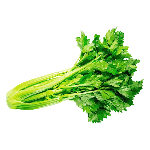 Celery PNG-花瓣网