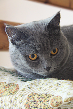 英短蓝猫、银渐层-花瓣网|陪你做生活的设计师