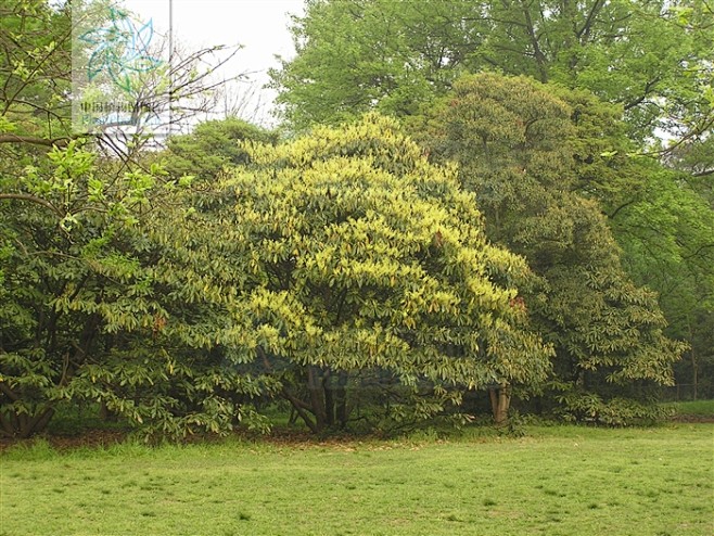 Phoebe sheareri 紫楠