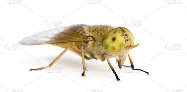 马蝇，Atylotus rusticus，映衬着白色的背景