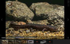 蝾螈科Salamandridae.肥螈属-花瓣网|陪你做生活的设计师 | obranchiatus