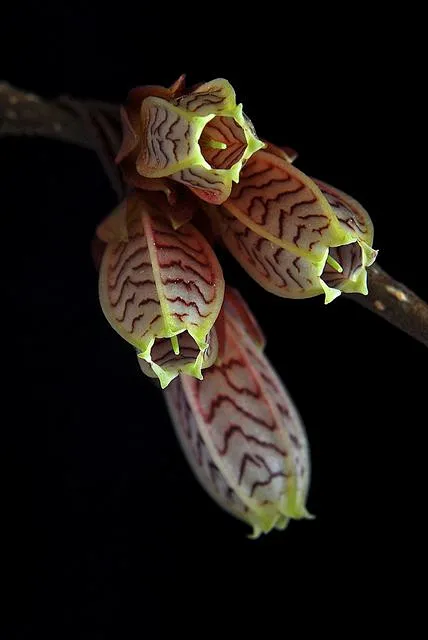Agapetes [Family: Ericaeae] - Flickr - Photo Sharing!-花瓣网