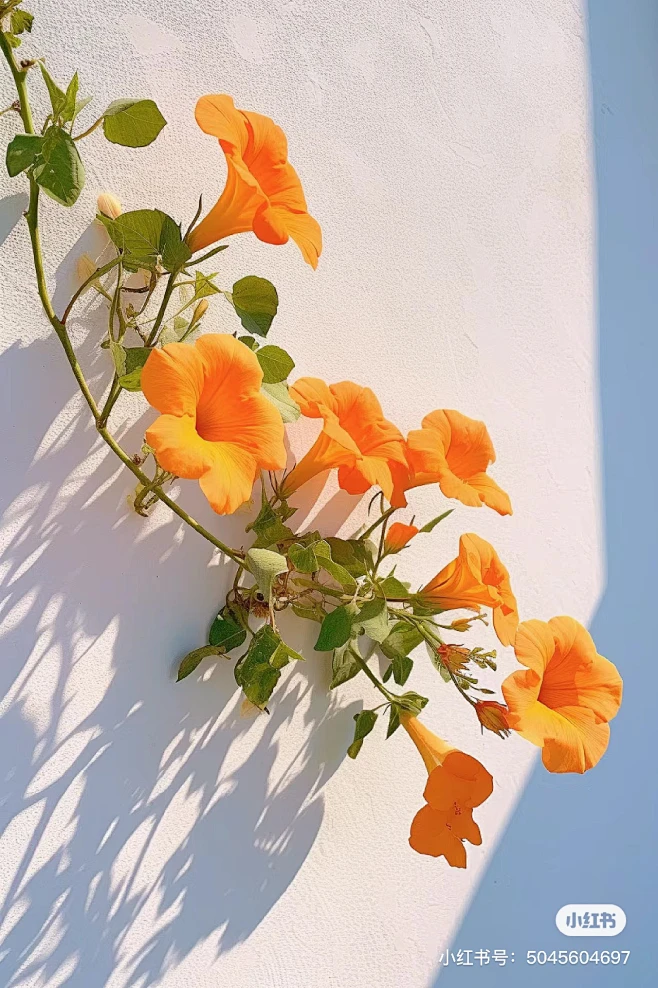 IMG_9786(20240202-212802)-花瓣网