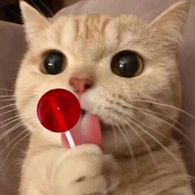 可爱猫咪头像的搜索结果_360图片-花瓣网