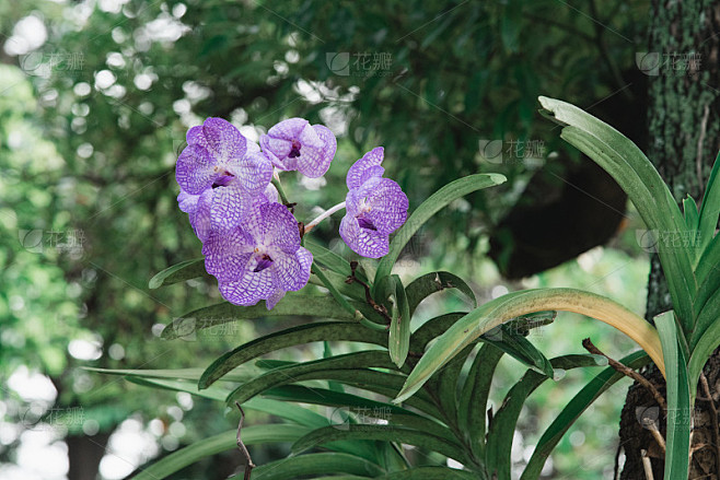 公园里的紫色兰花