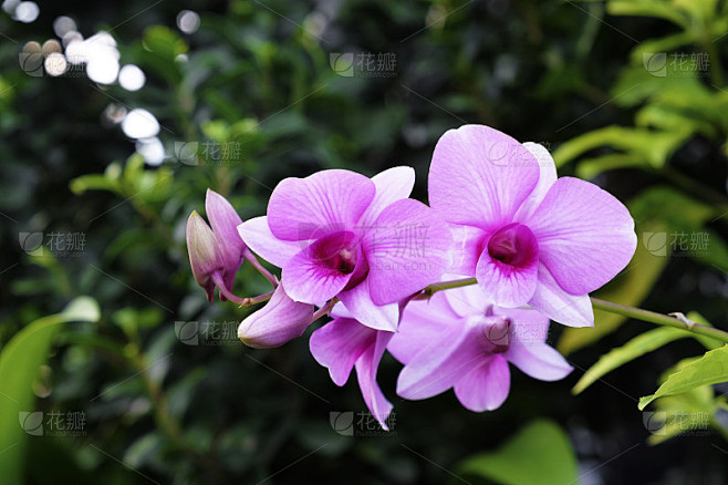 美丽的粉红色兰花盛开在花园里