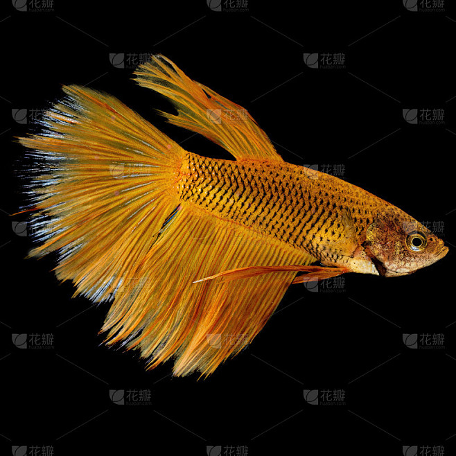 Gold betta fish black background closeup macro
