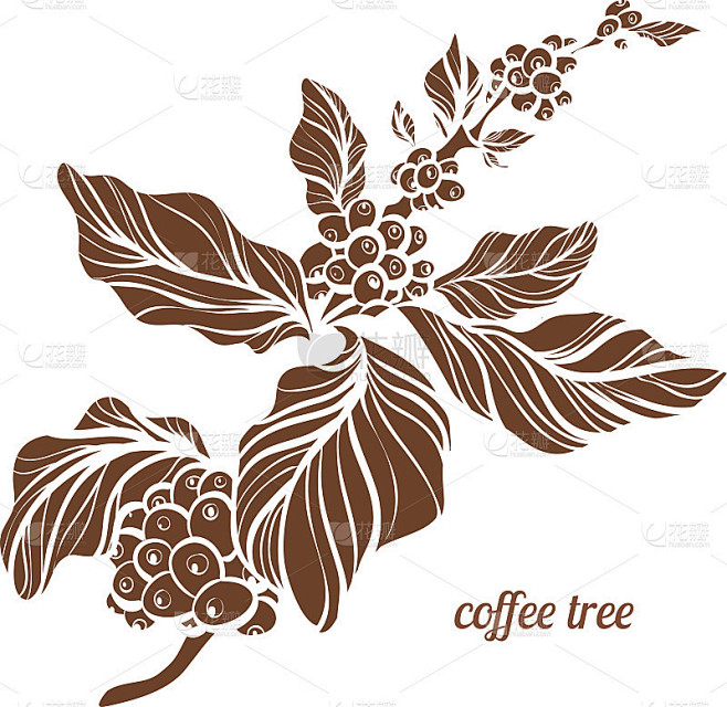 咖啡树的树枝。矢量图