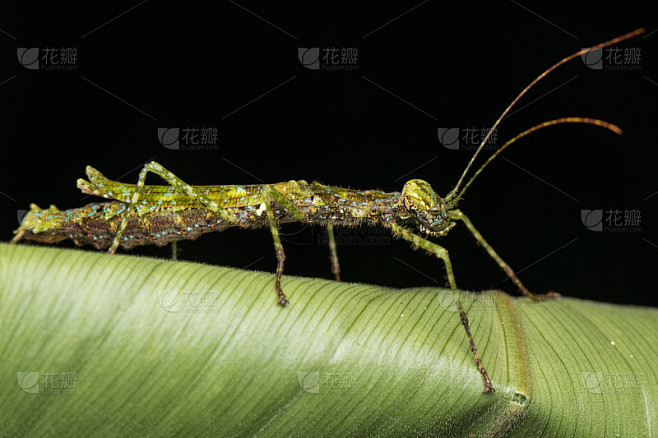 Beautiful Stick Insect on the green leaves isolate
