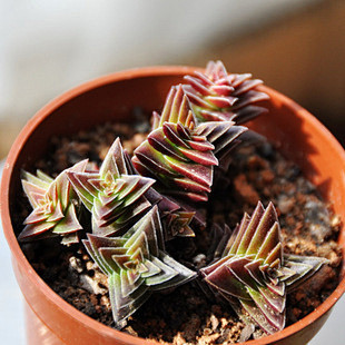 多肉植物 茜之塔Crassula tabularis