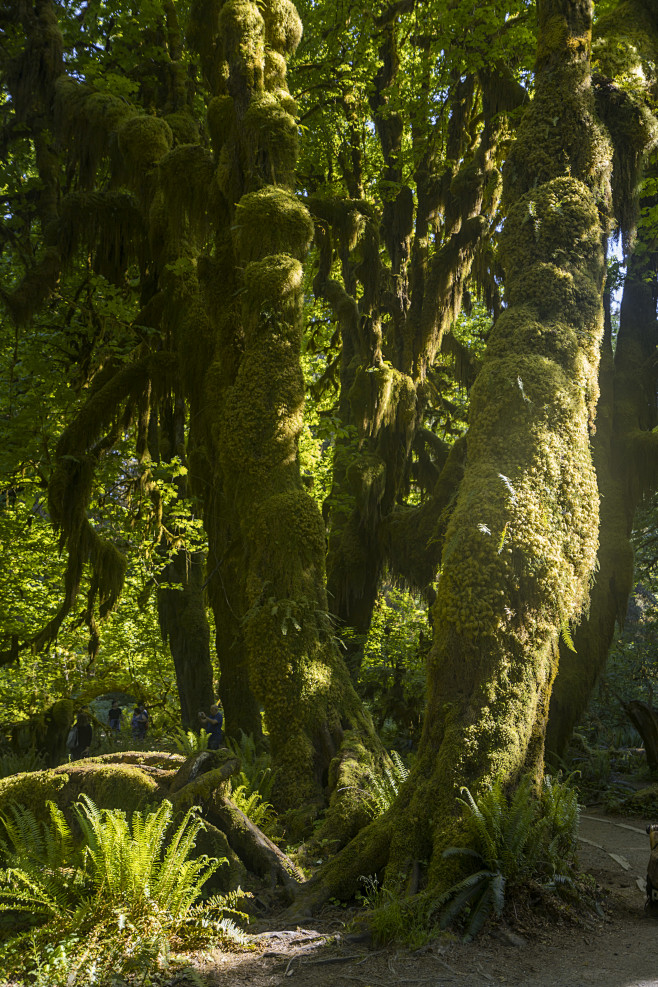 Ancient Forest (341)