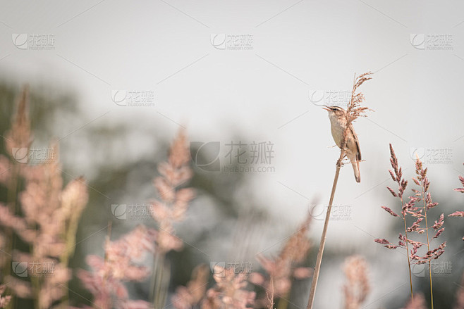 芦苇上的柳莺在高高的草丛中，鸟的背景，受保护的鸟类物种，受保护的自然区域，旅游地点，荷兰野生动物，美