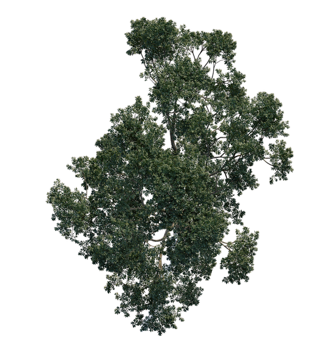TREE_PLAN__7