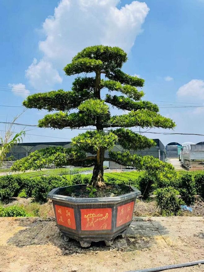 造型罗汉松的搜索结果_360图片