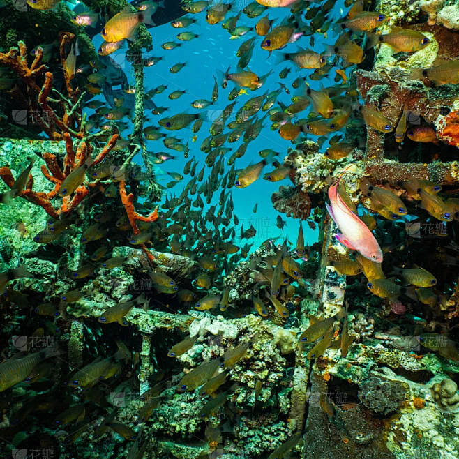 有很多鱼的人工礁石。图片来自埃及，红海图片_其他图片图片素材-花瓣网