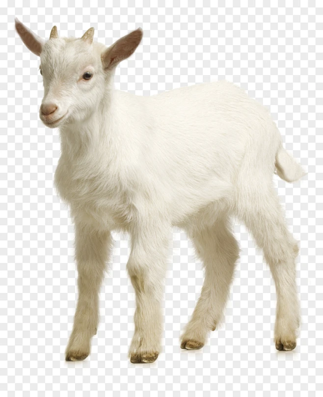 Baby Goat Transparent, HD Png Download - goat simulator png-花瓣网