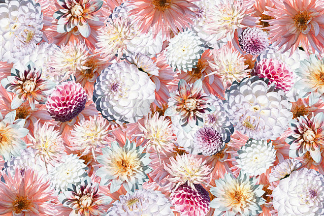 花的背景。白色和粉色的大丽花。