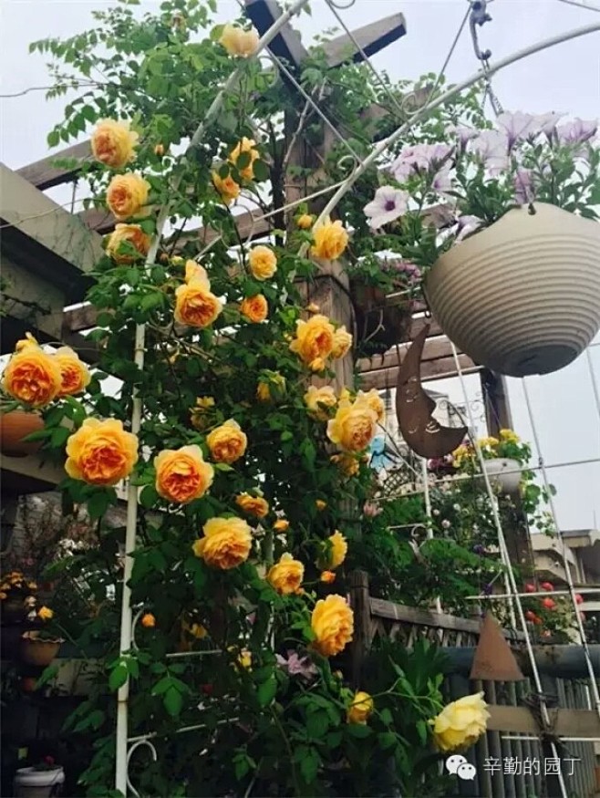 20151009123150_naAiz_thumb_700_0