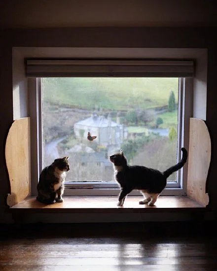 四季窗景 / Sara Tasker -花瓣网