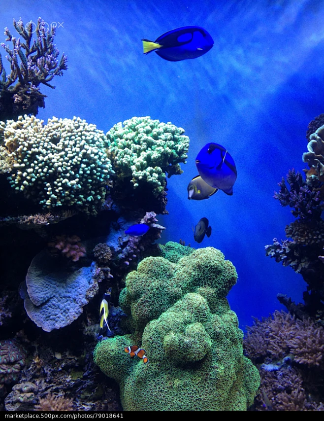 where is nemo - stock photo-花瓣网