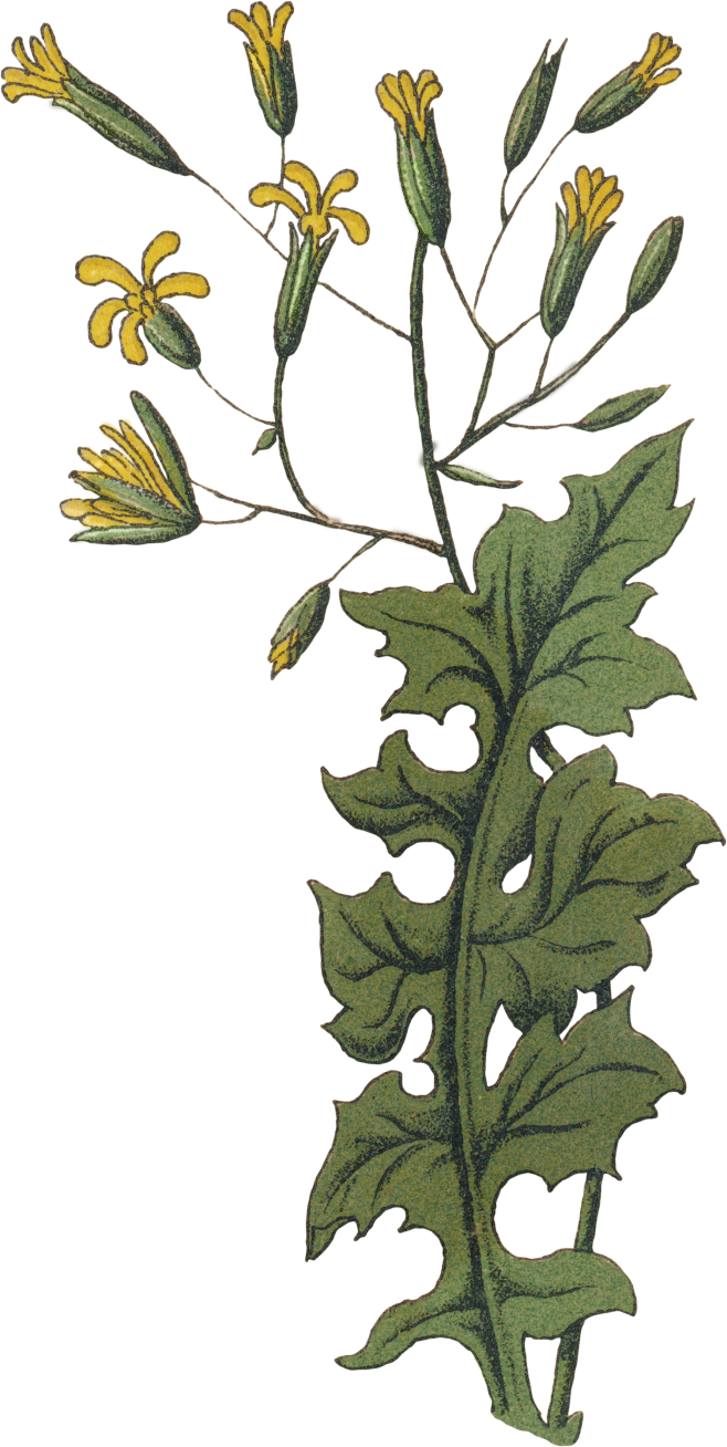 41 Mycelis muralis - Wall Lettuce