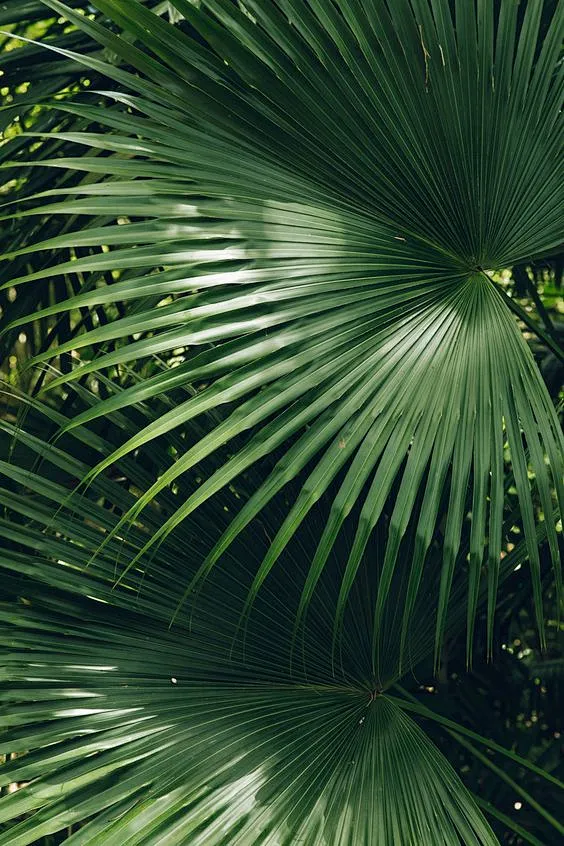 (42) Pinterest-花瓣网