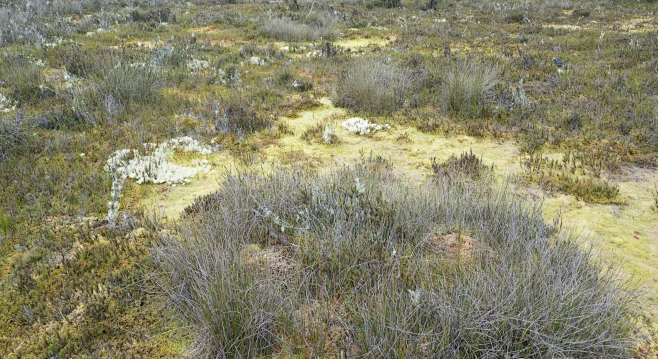 Mossy Bog (90)-花瓣网