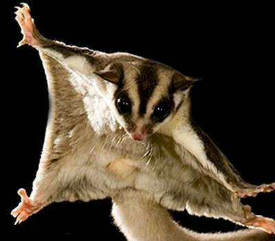 蜜袋鼯，热门宠物